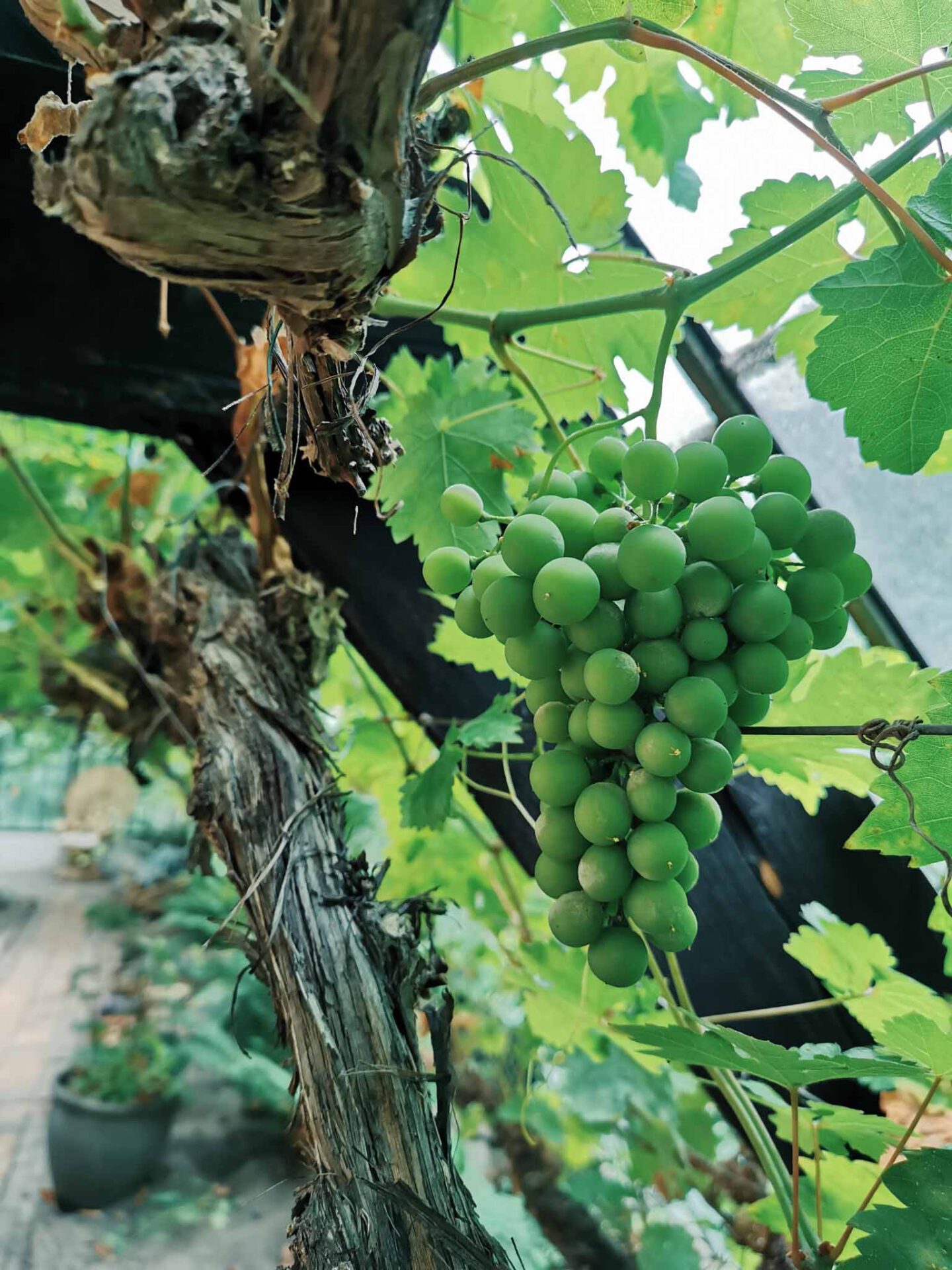 Huize Druivelaar: een hidden gem in het centrum van Breda - reistop5